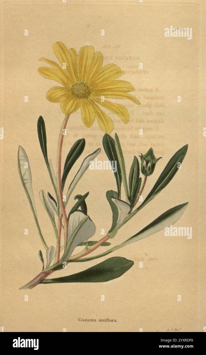 Faint botanical illustrations hi-res stock photography and images - Alamy