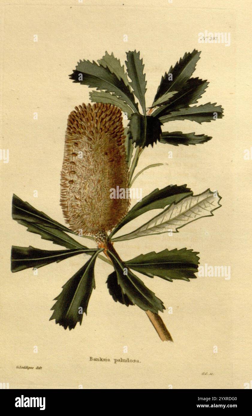 Cylindrical flower structures hi-res stock photography and images - Alamy