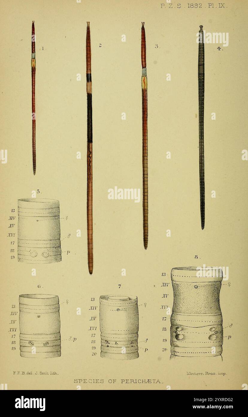 Slender specimens hi-res stock photography and images - Alamy