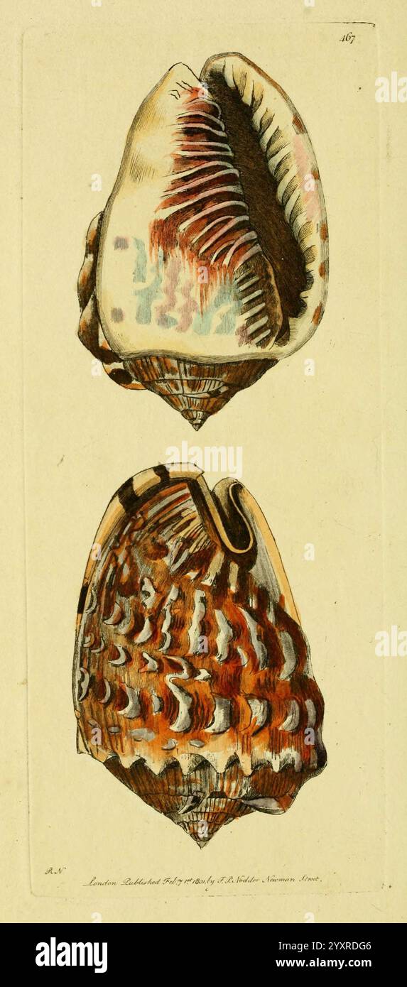 Descriptions, illustrations, mollusks, pictorial works, The ...