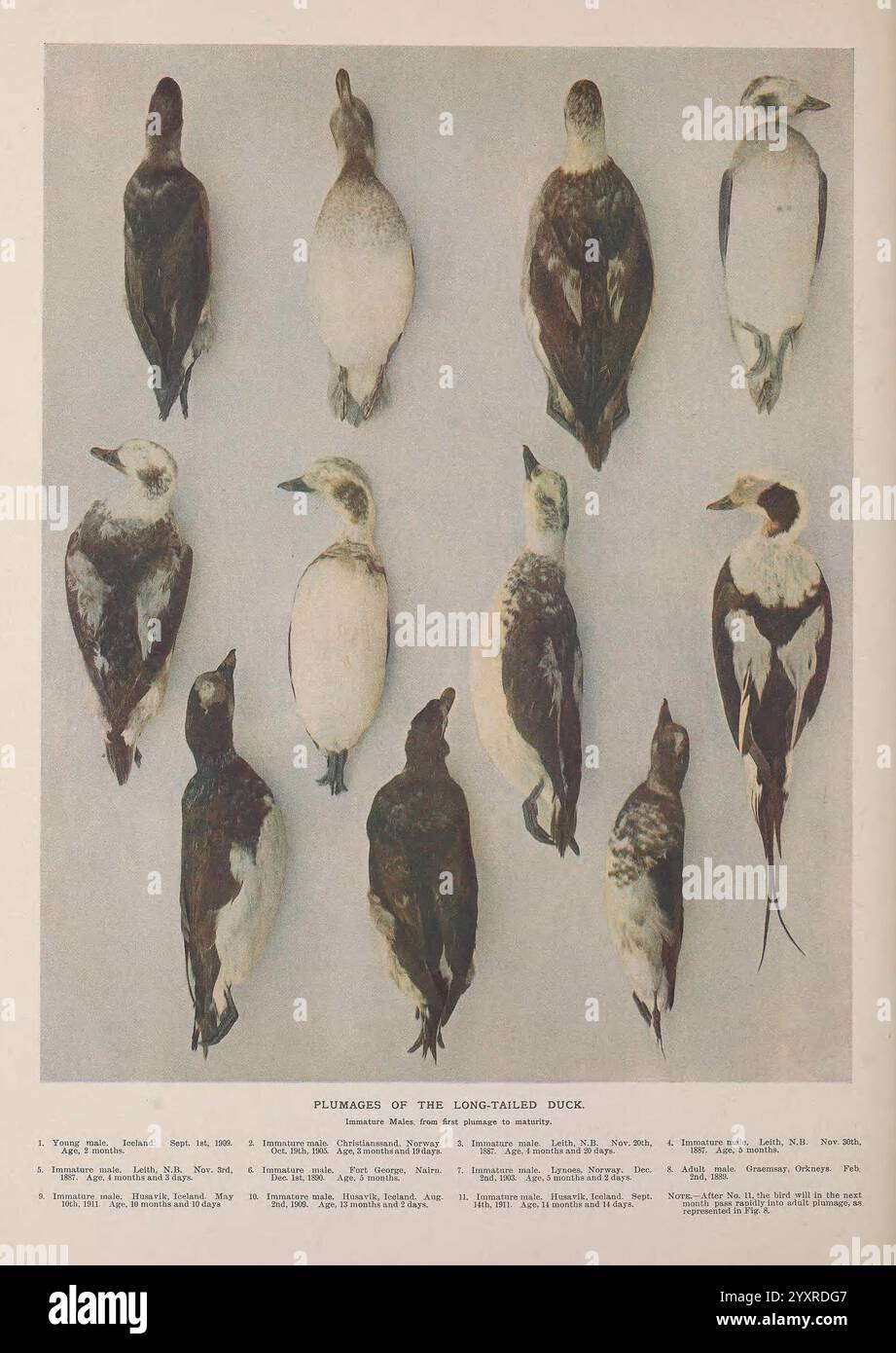 British, diving, ducks, London, Longmans, Green and Co, 1913, birds ...
