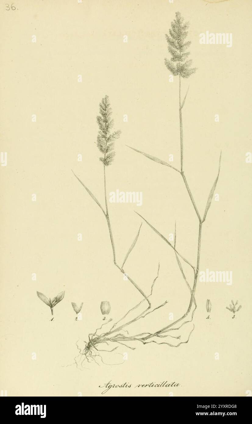 Feathery flower heads atop hi-res stock photography and images - Alamy