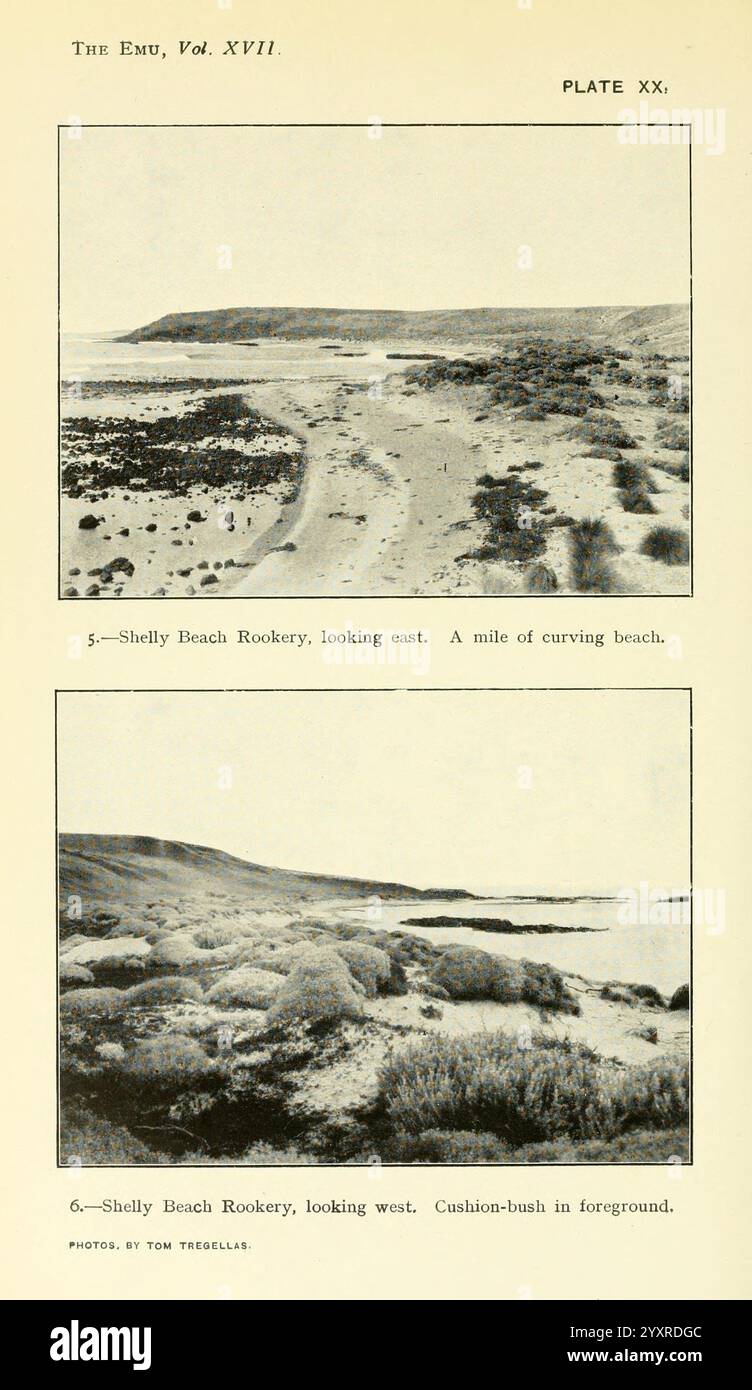 The Emu, Melbourne, Royal Australasian Ornithologists Union, 1901 ...