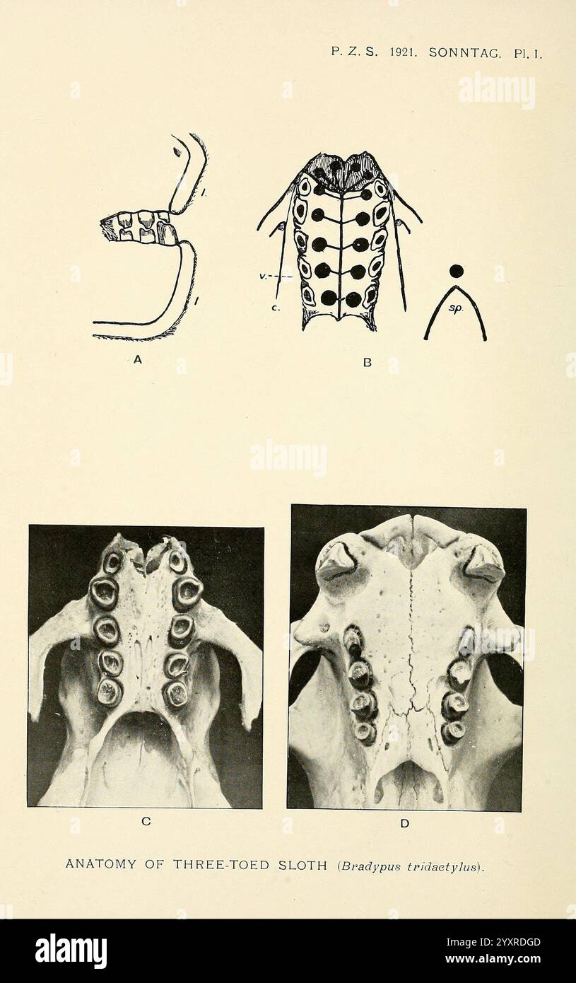 Proceedings of the Zoological Society of London, London, Academic Press ...