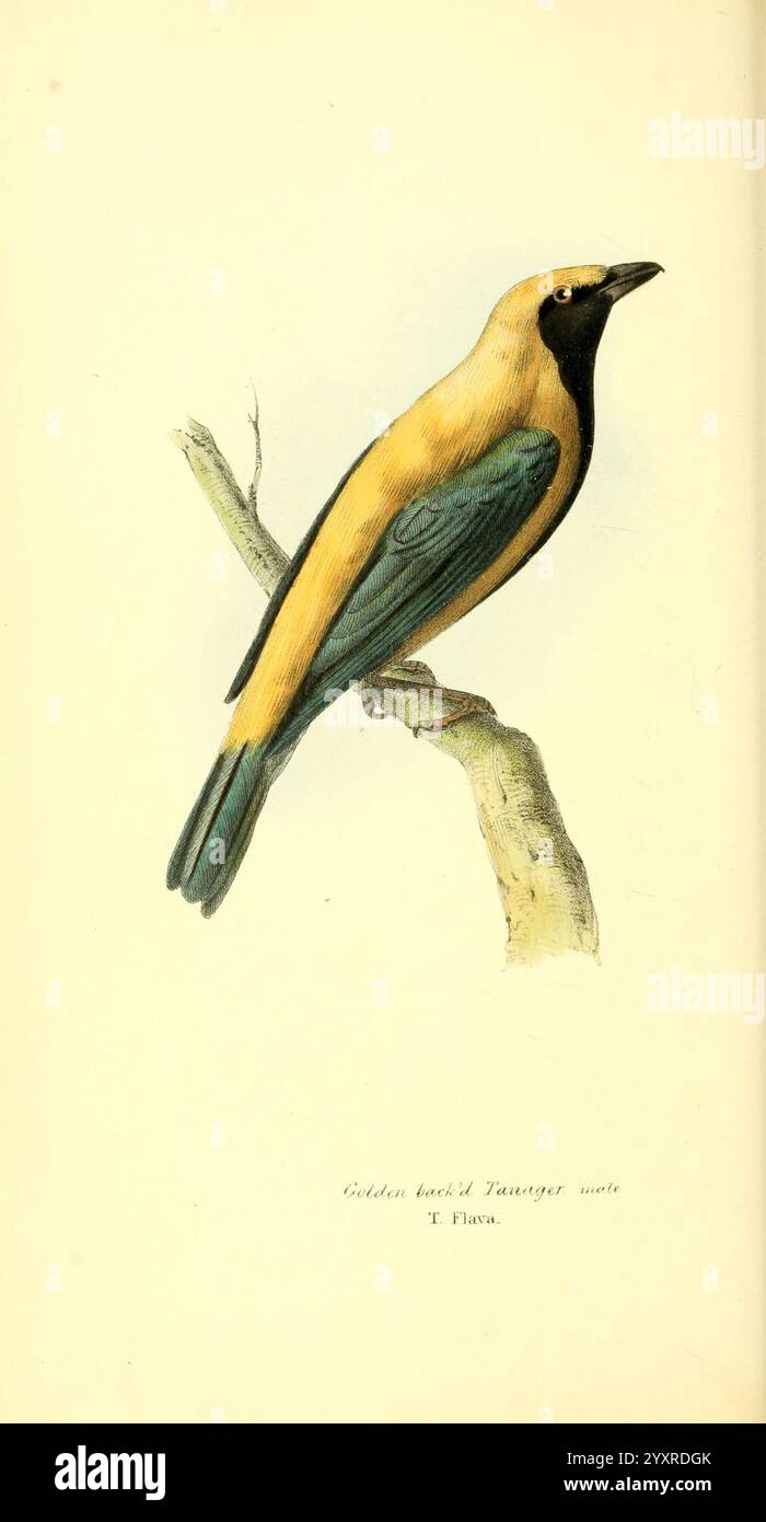 Beautifully illustrated golden faced tanager perched hi-res stock ...