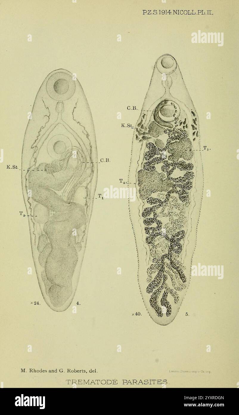 Two detailed diagrams hi-res stock photography and images - Alamy