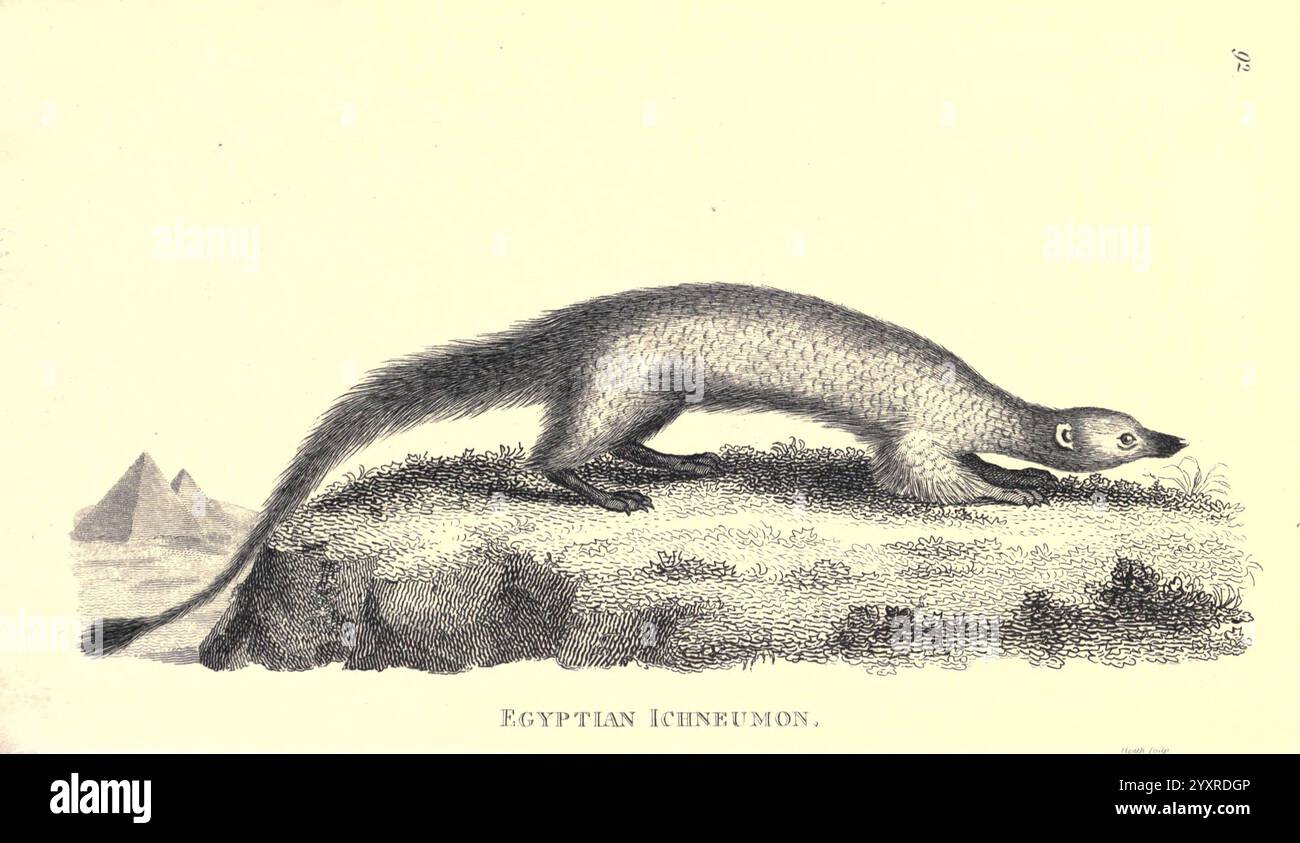 Distinctive slender body covered hi-res stock photography and images ...