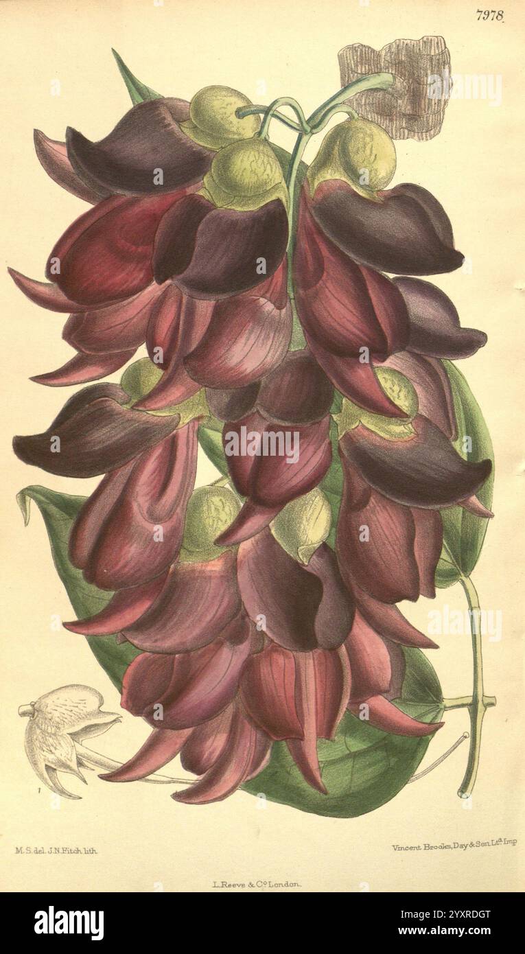 Curtis's Botanical Magazine London New York botanical illustration ...