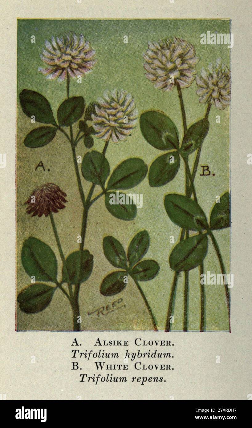 Wild, Flowers, East, Of, The, Rockies, New York,1910, United States ...