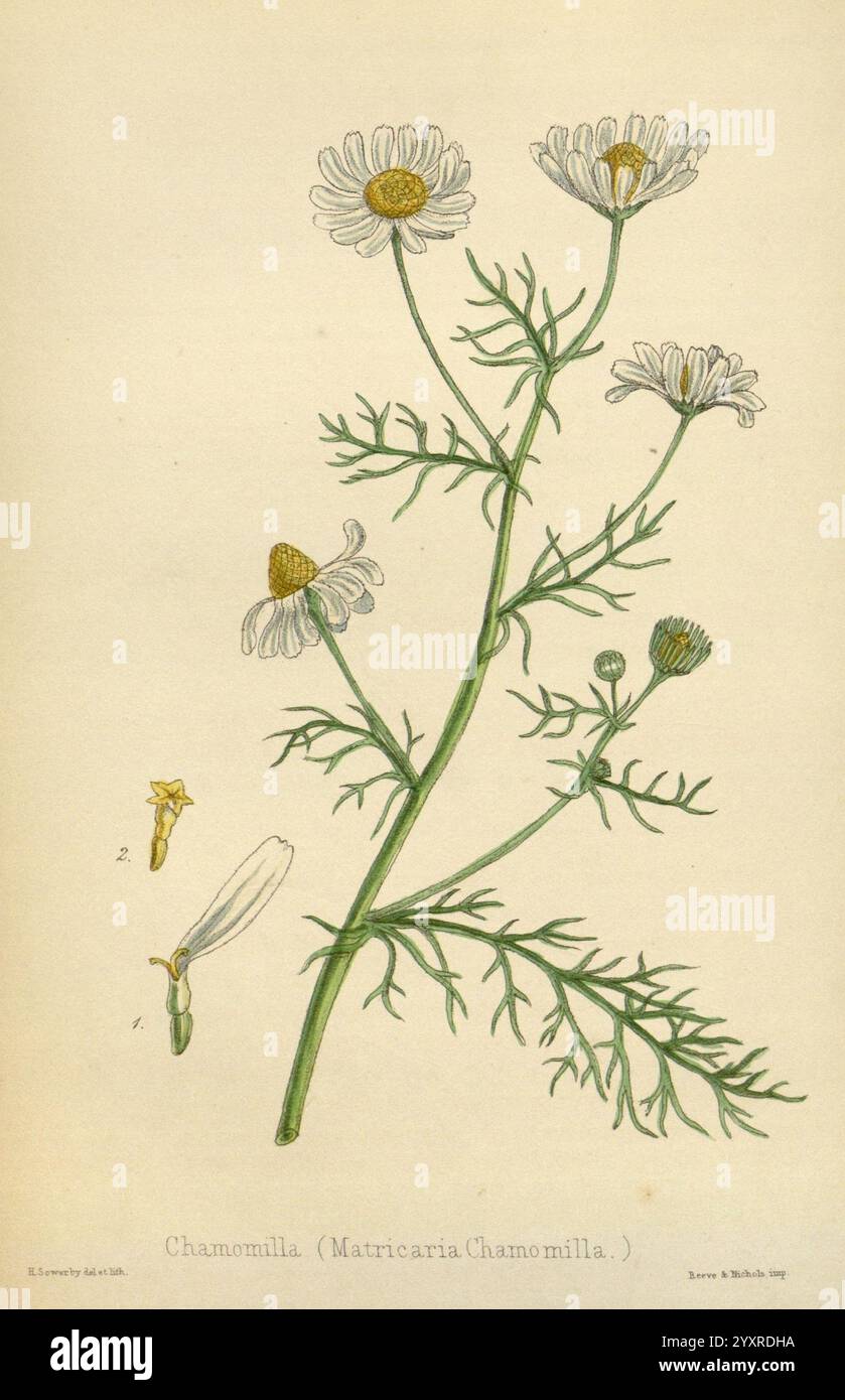 The Flora Homoeopathica, London, Leath & Ross, 1852-1853, botany ...