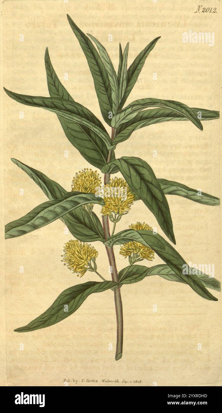 Family primulaceae northern hemisphere hi-res stock photography and ...