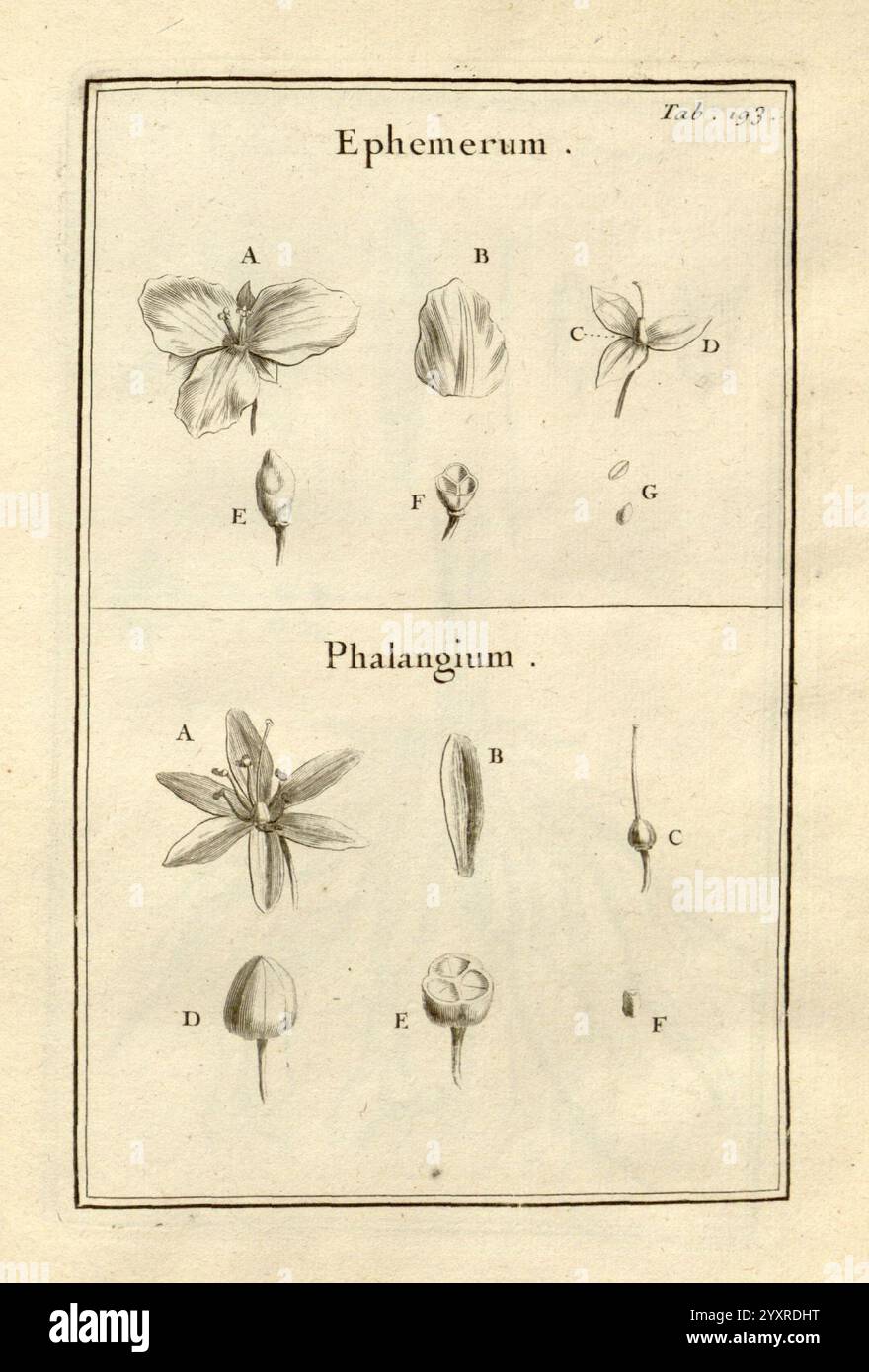 Botanical studies labeled hi-res stock photography and images - Alamy