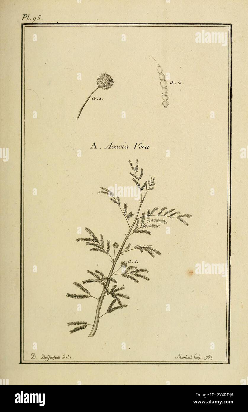 Acacia vera plant hi-res stock photography and images - Alamy