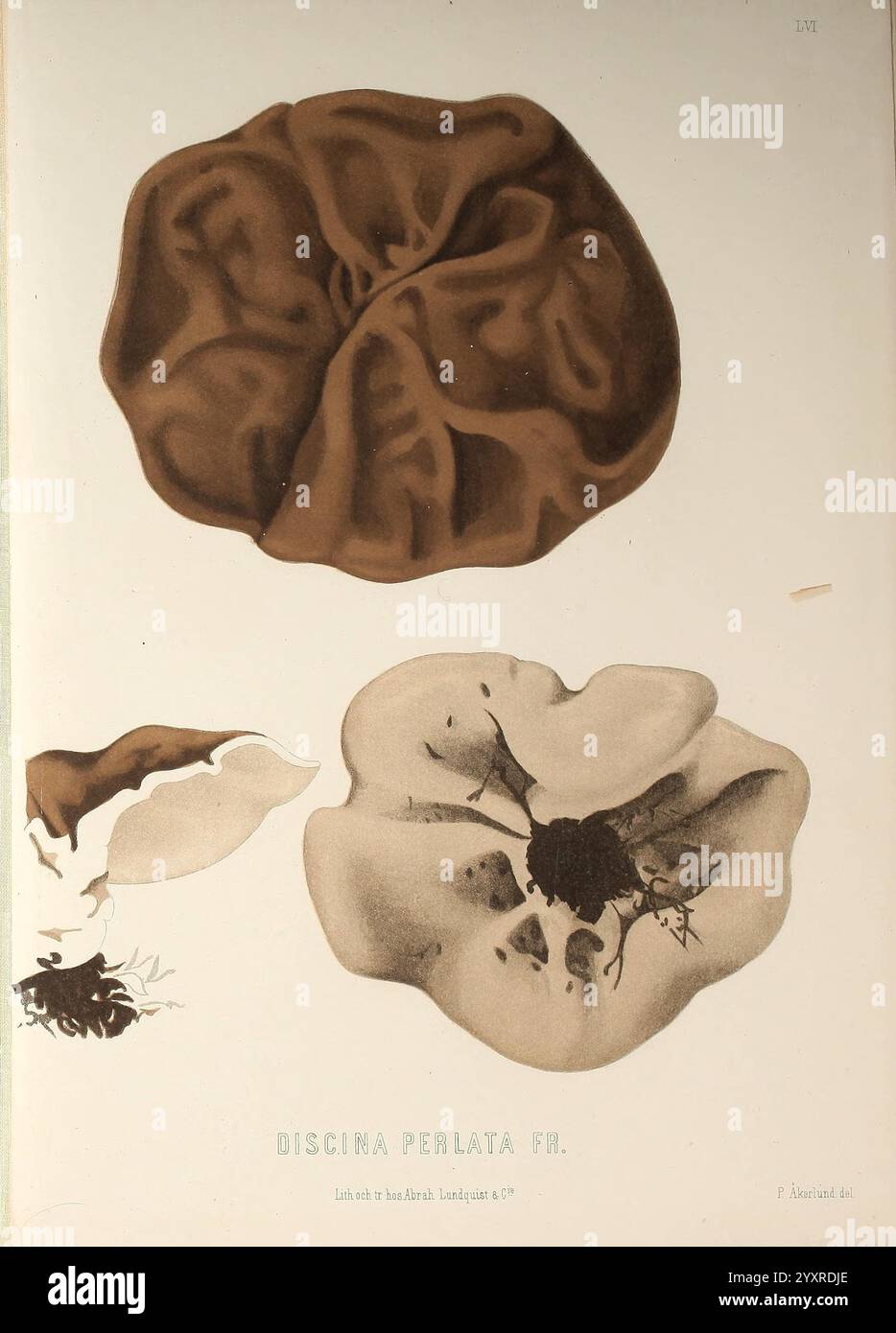 Sveriges ätliga och giftiga svampar tecknade efter naturen under ...