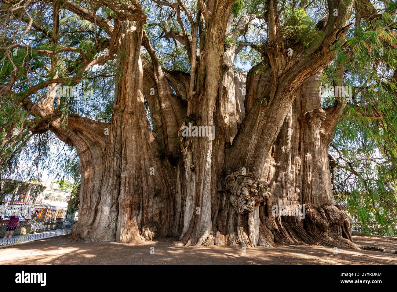 Tule tree, or árbol del tule, at Santa María del Tule, Oaxaca, Mexico Stock Photo - Alamy