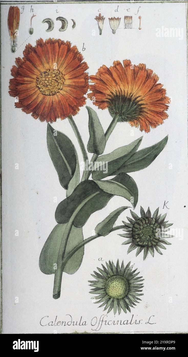 Icónes plantárum medicinálium, Nürnberg, auf Kosten der Raspischen ...