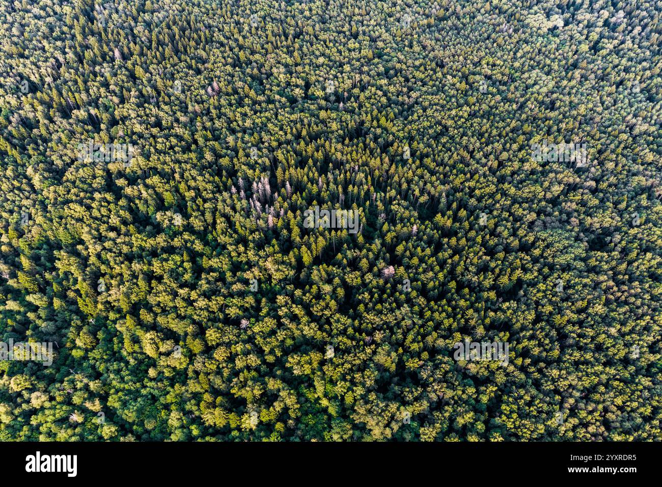 View of mixed forest from a great height Stock Photo - Alamy