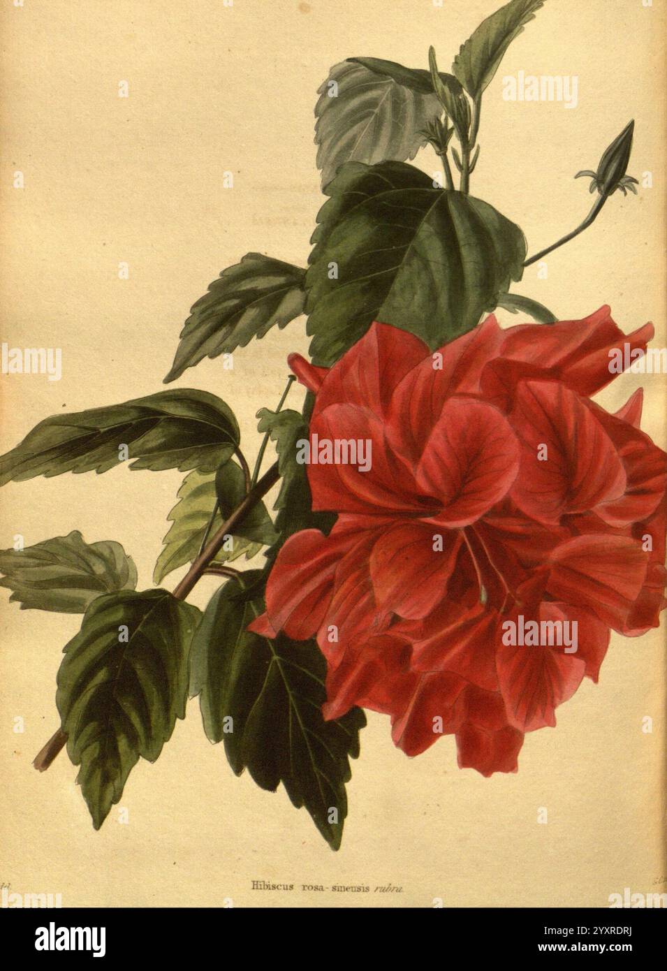 1817 1833 hi-res stock photography and images - Alamy
