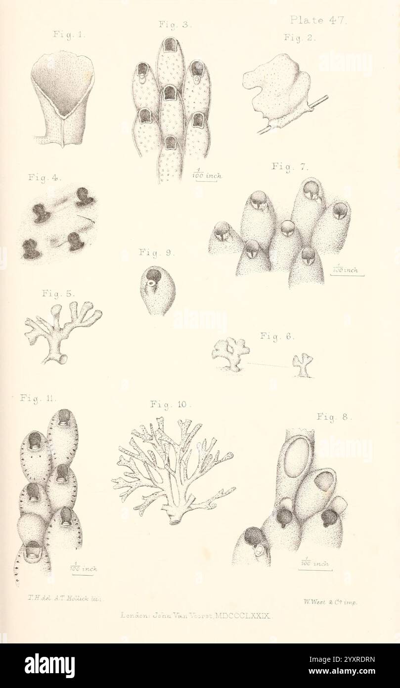 A history of the British marine Polyzoa, London, J. Van Voorst, 1880 ...