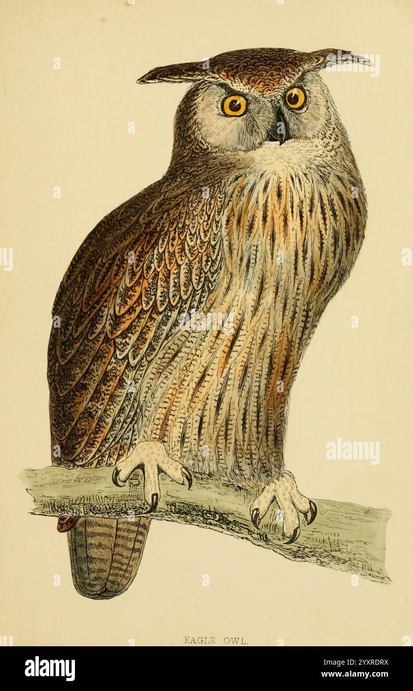 A history of British birds,1863-1866?, birds, Great Britain, bird, The ...