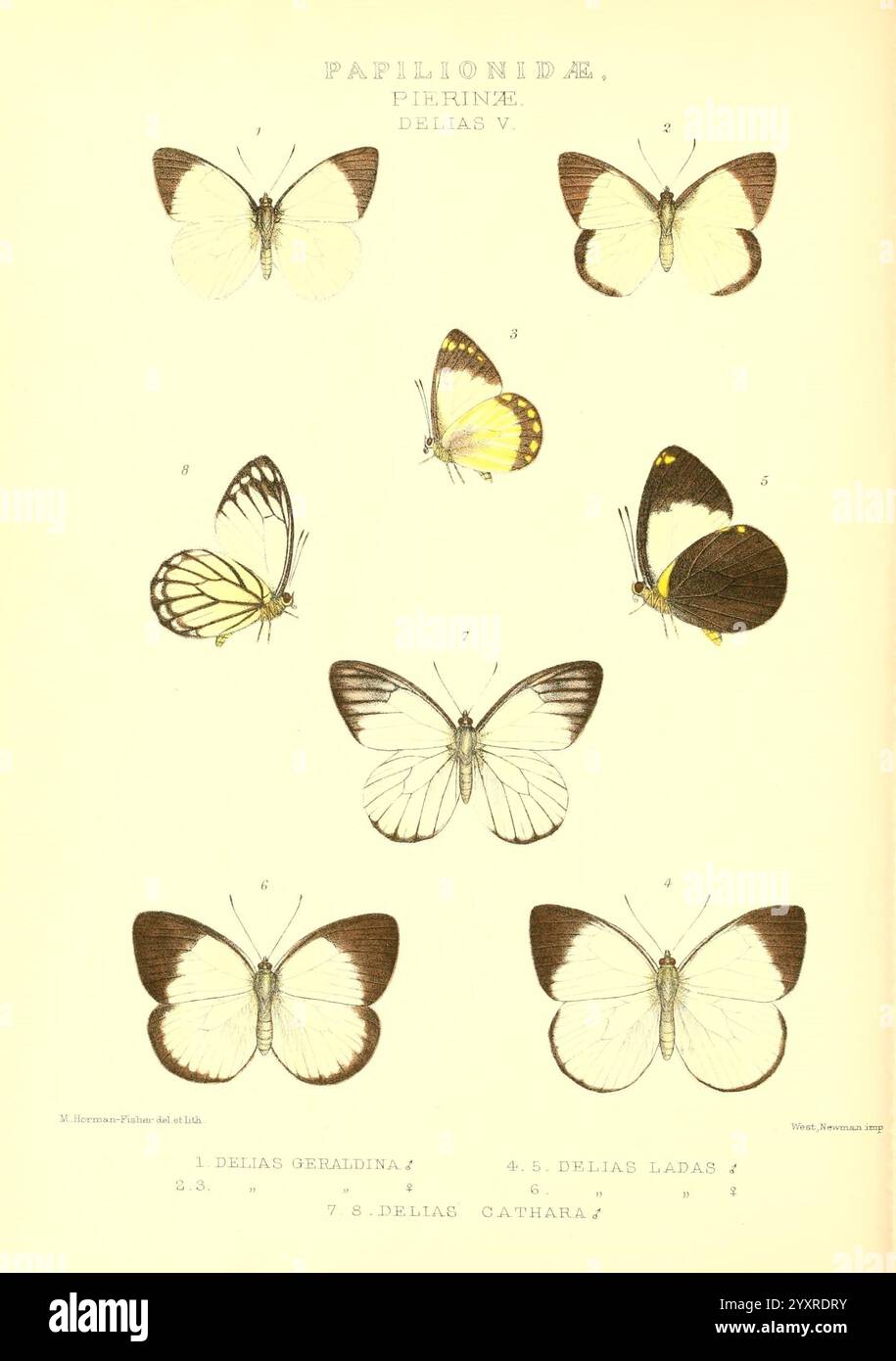 Characteristic wing designs hi-res stock photography and images - Alamy