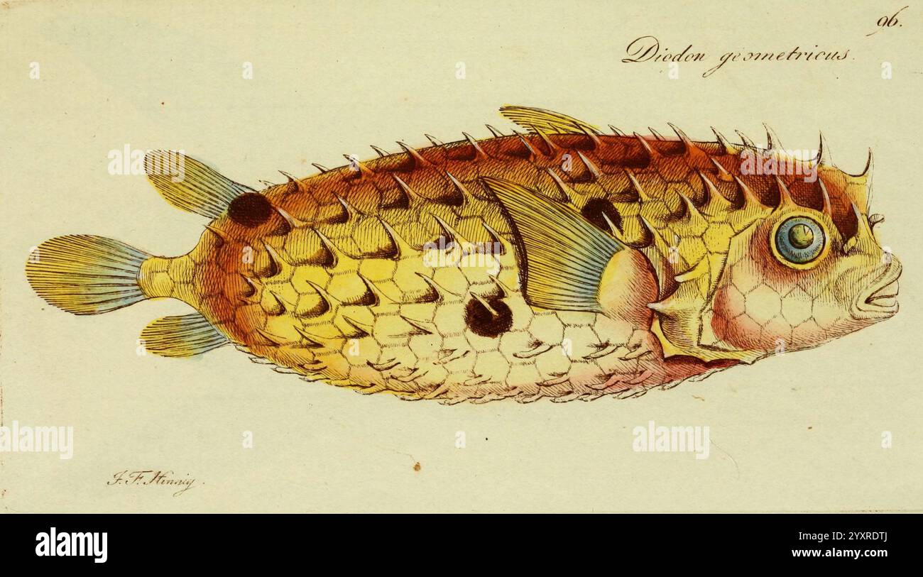 M. E. Blochii, Systema ichthyologiae iconibus CX illustratum v.2 ...