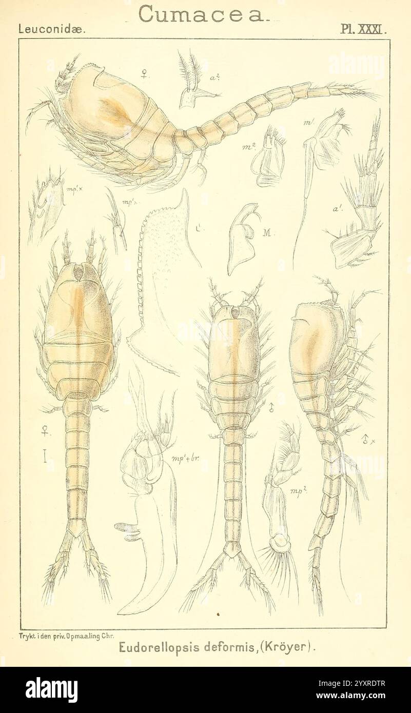 Several intricate line drawings hi-res stock photography and images - Alamy