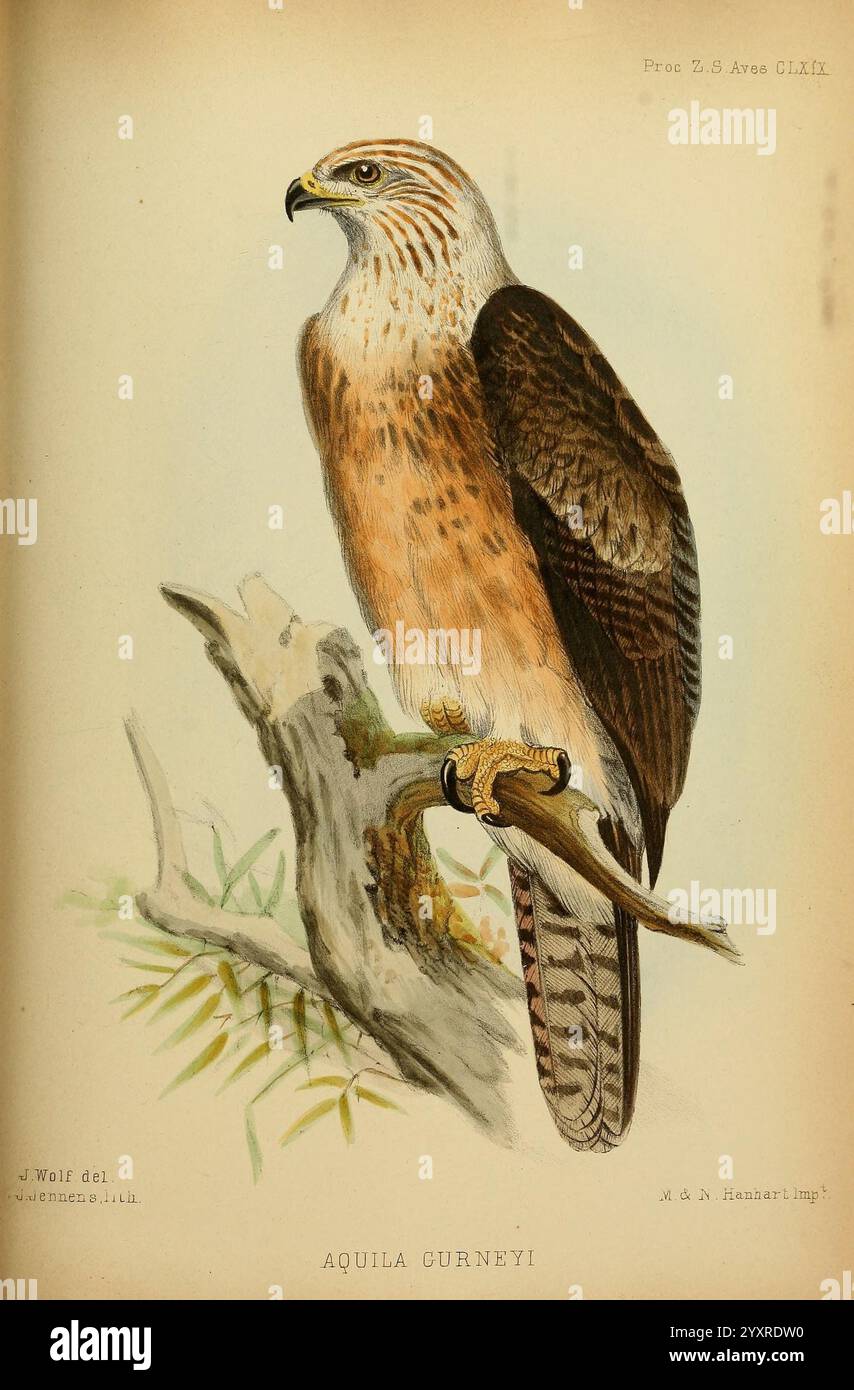 Curneys eagle hi-res stock photography and images - Alamy