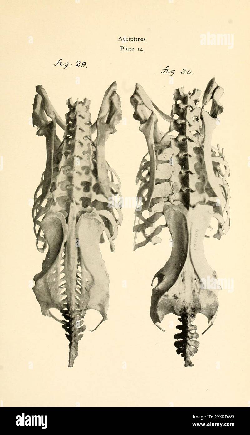 Osteology of birds 1909. anatomy birds bones osteology Accipitres ...