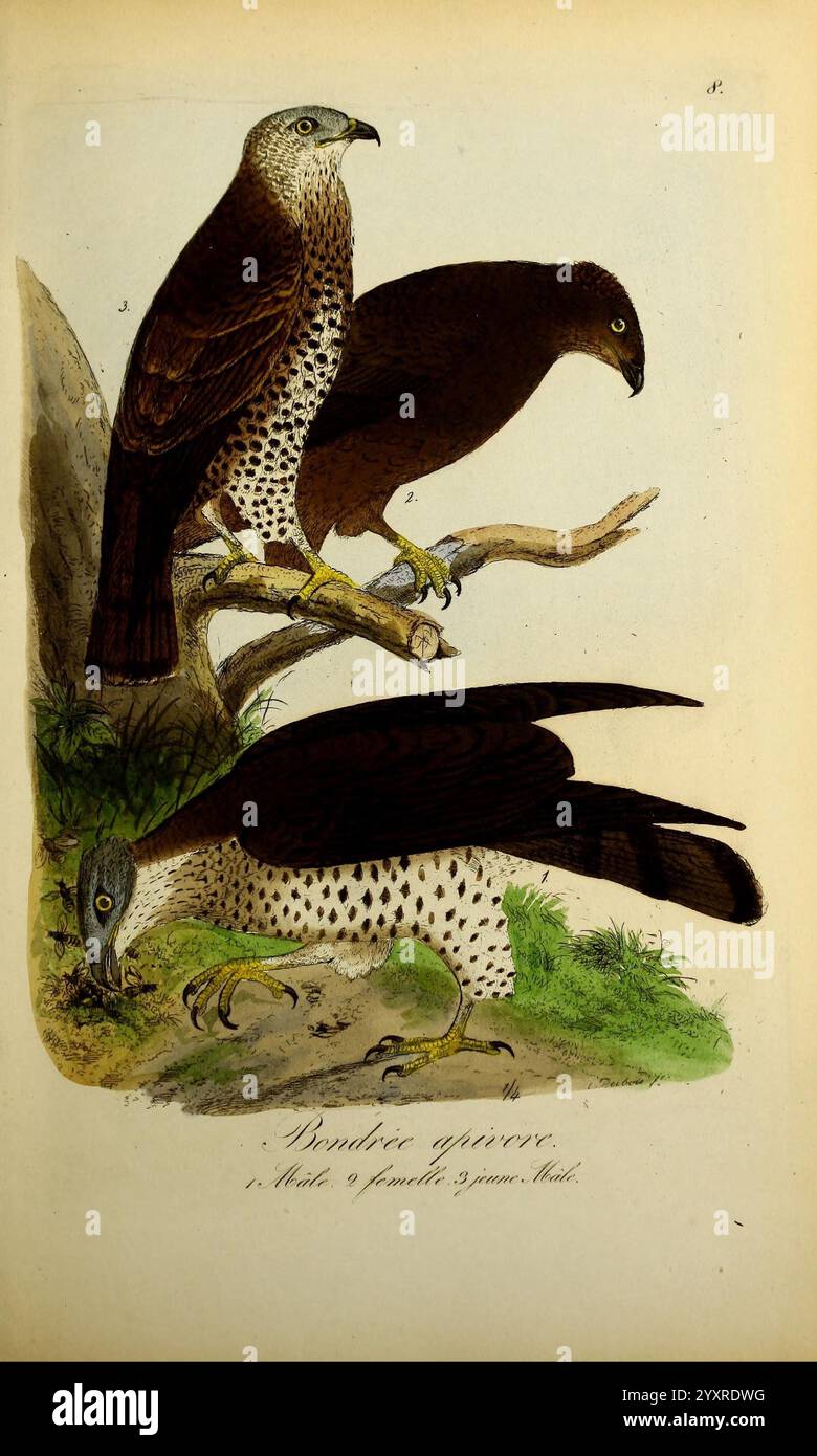 Planches coloriees des oiseaux de la Belgique et de leurs oeufs ...