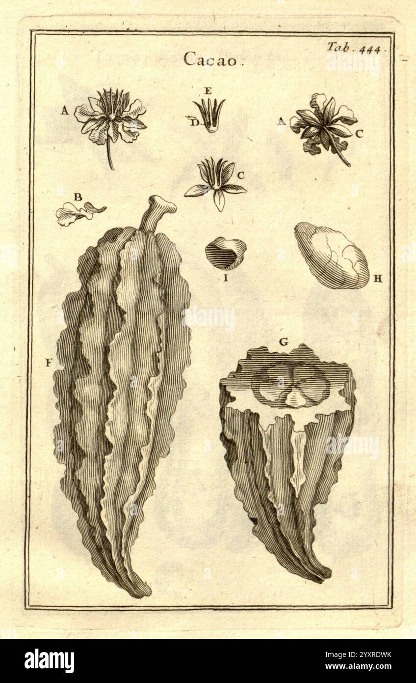 Cacao plants anatomy hi-res stock photography and images - Alamy