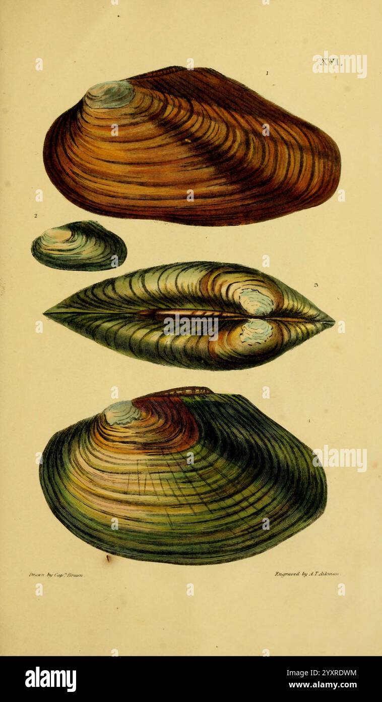 Illustrations of the land and fresh water conchology of Great Britain ...