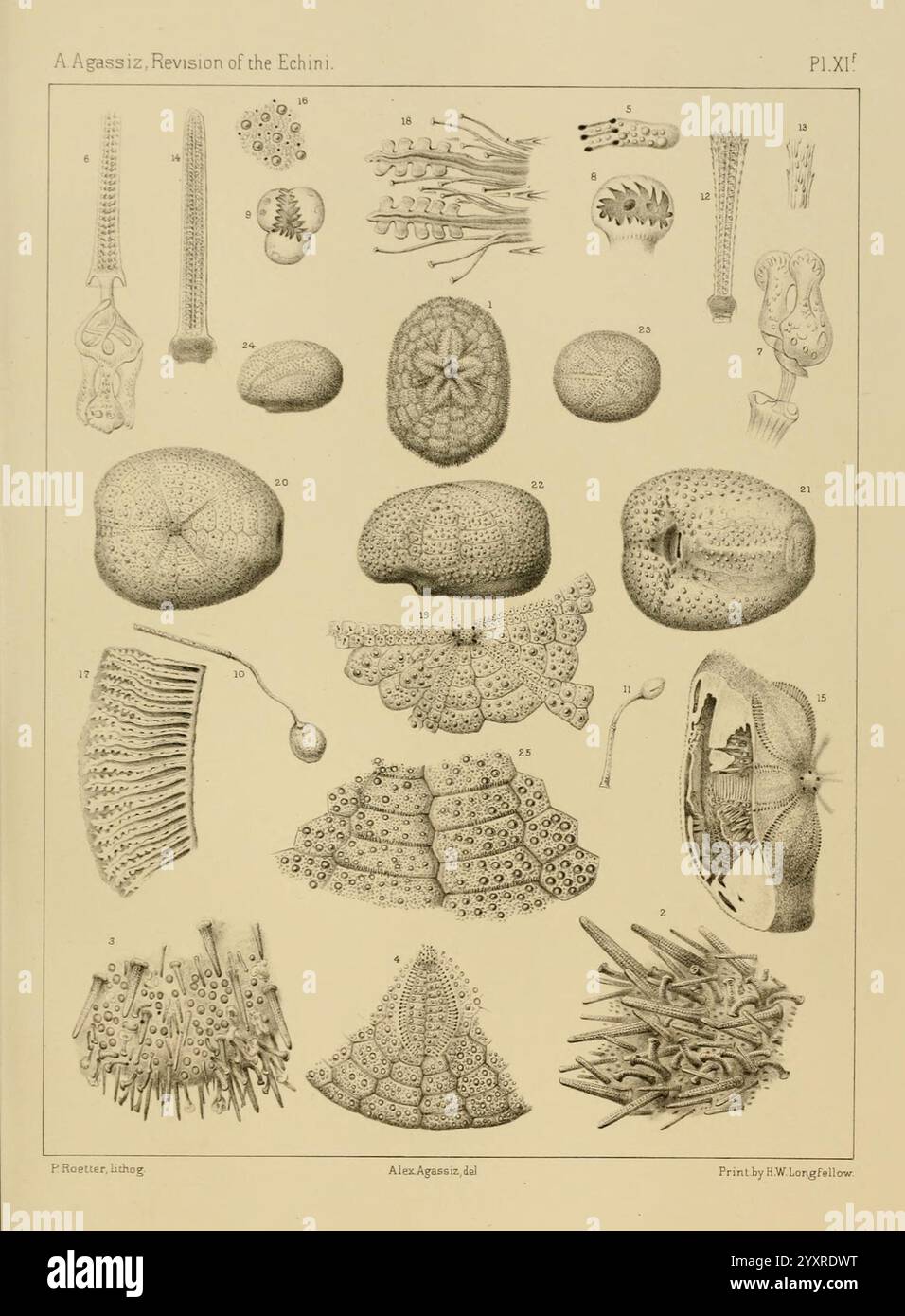 Understanding echinoderm anatomy hi-res stock photography and images ...