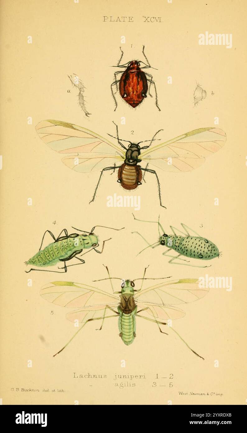 Subtly different characteristics hi-res stock photography and images ...