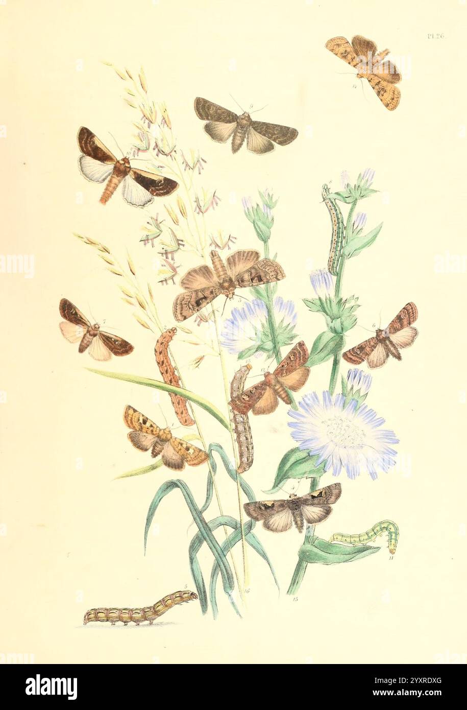 Moths exhibit hi-res stock photography and images - Alamy