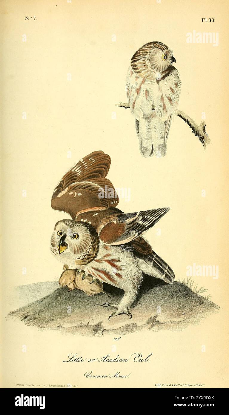 Two common owls hi-res stock photography and images - Alamy