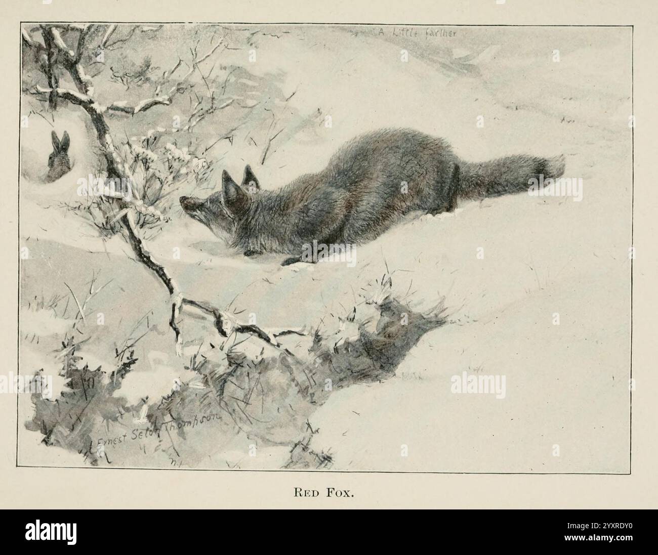 Four-footed Americans and their kin, New York, Macmillan, 1898, t.p ...