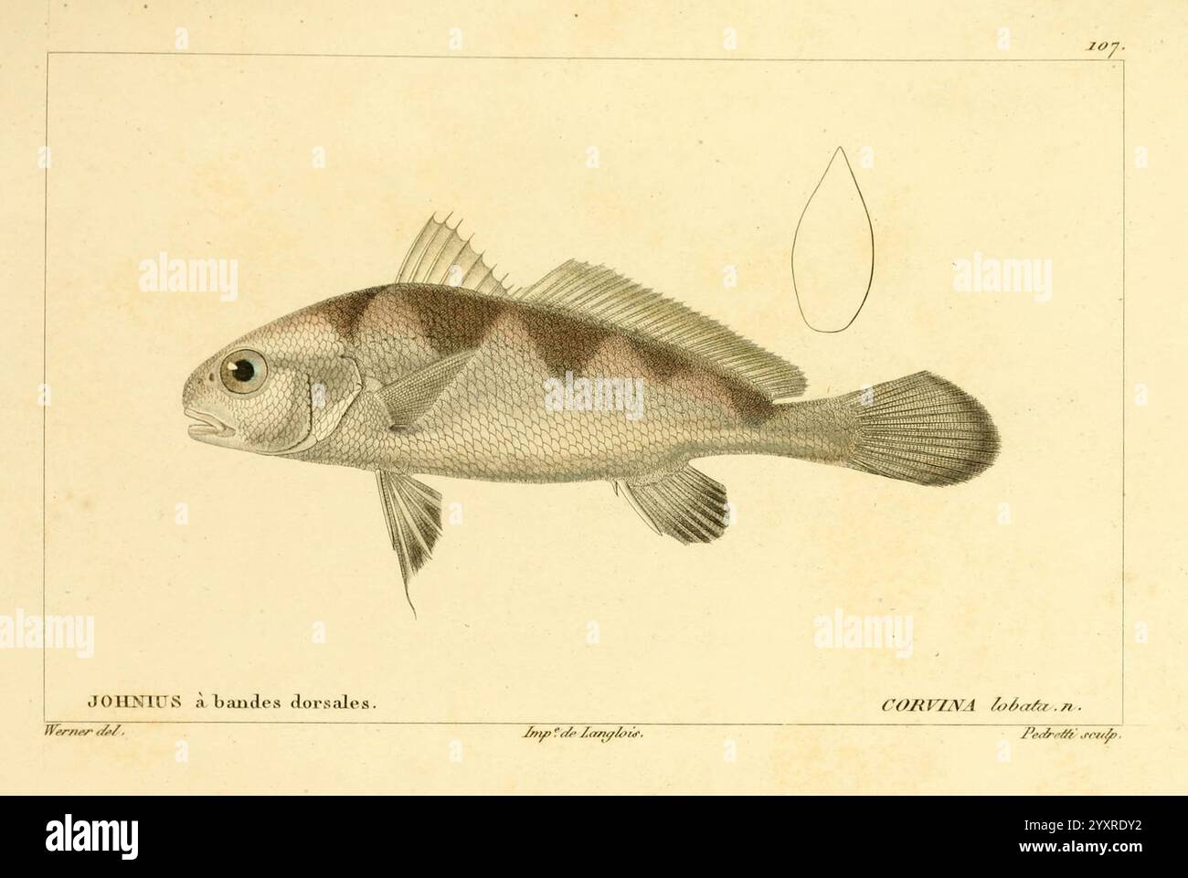Histoire naturelle des poissons Paris Chez F. G. Levrault 1828-1849 ...