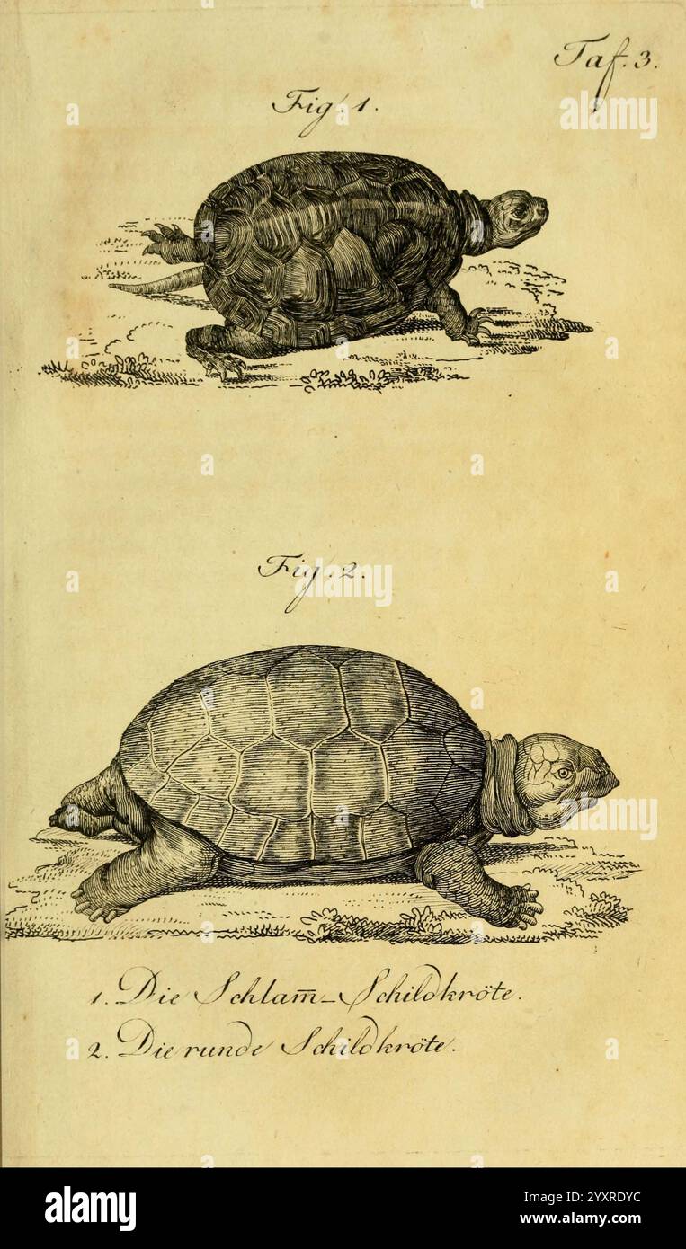 Two distinct turtle species hi-res stock photography and images - Alamy