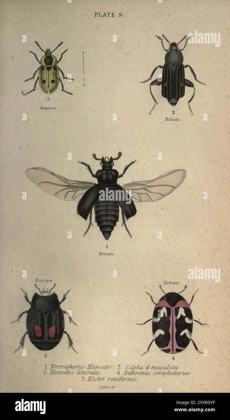 Beetles London H.G. Bohn 1846 beetles Ray John, This illustration ...