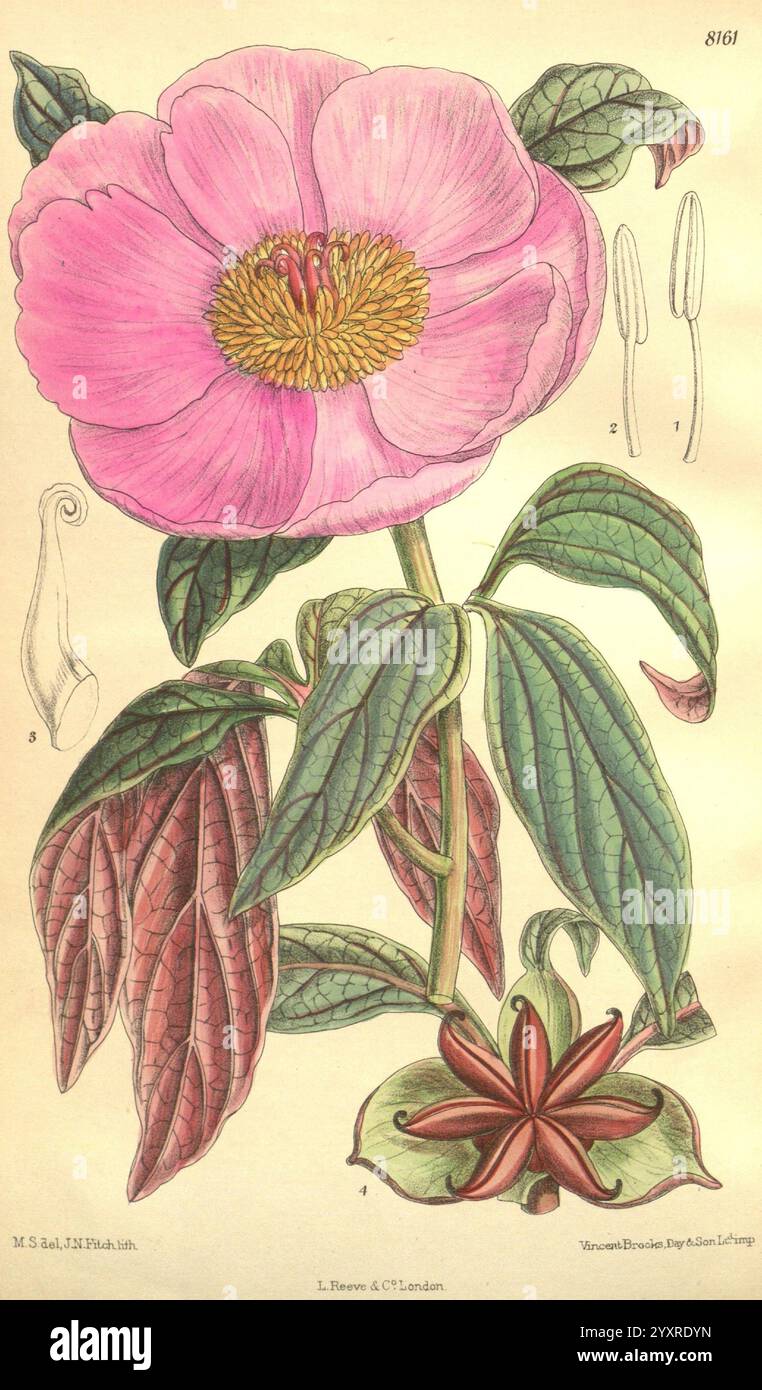 Curtis's, botanical, magazine, London, New York, botany, periodicals ...