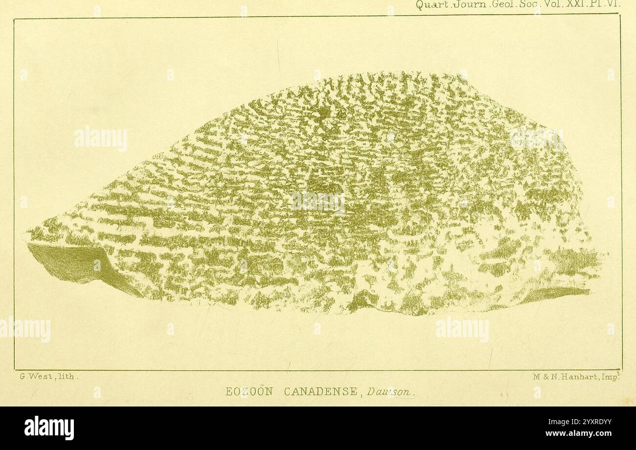 Fossil specimen labeled hi-res stock photography and images - Alamy