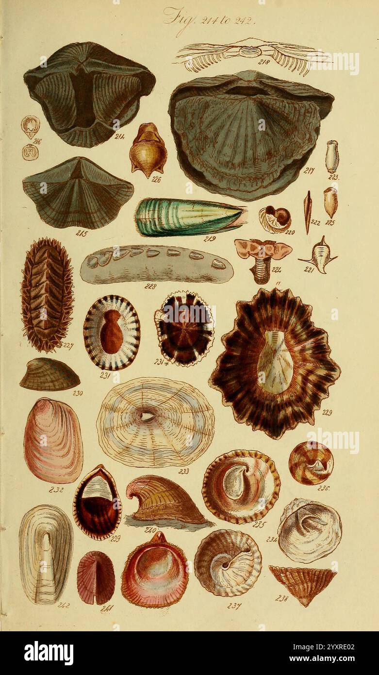 Conchological study hi-res stock photography and images - Alamy