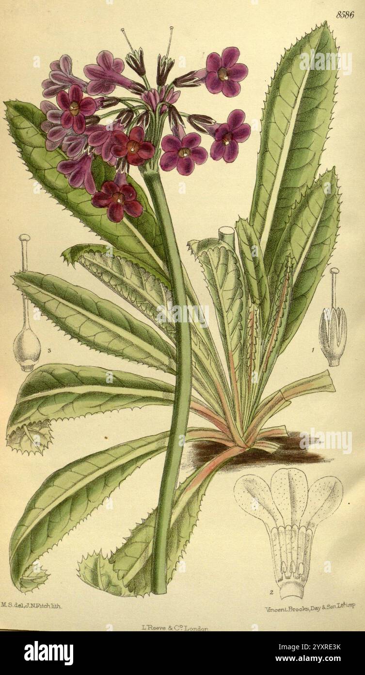 Curtis's Botanical Magazine London New York Botanical Illustration ...