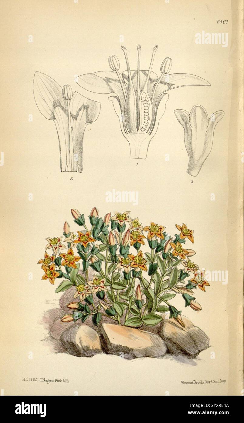 Harriet thiselton dyer hi-res stock photography and images - Alamy