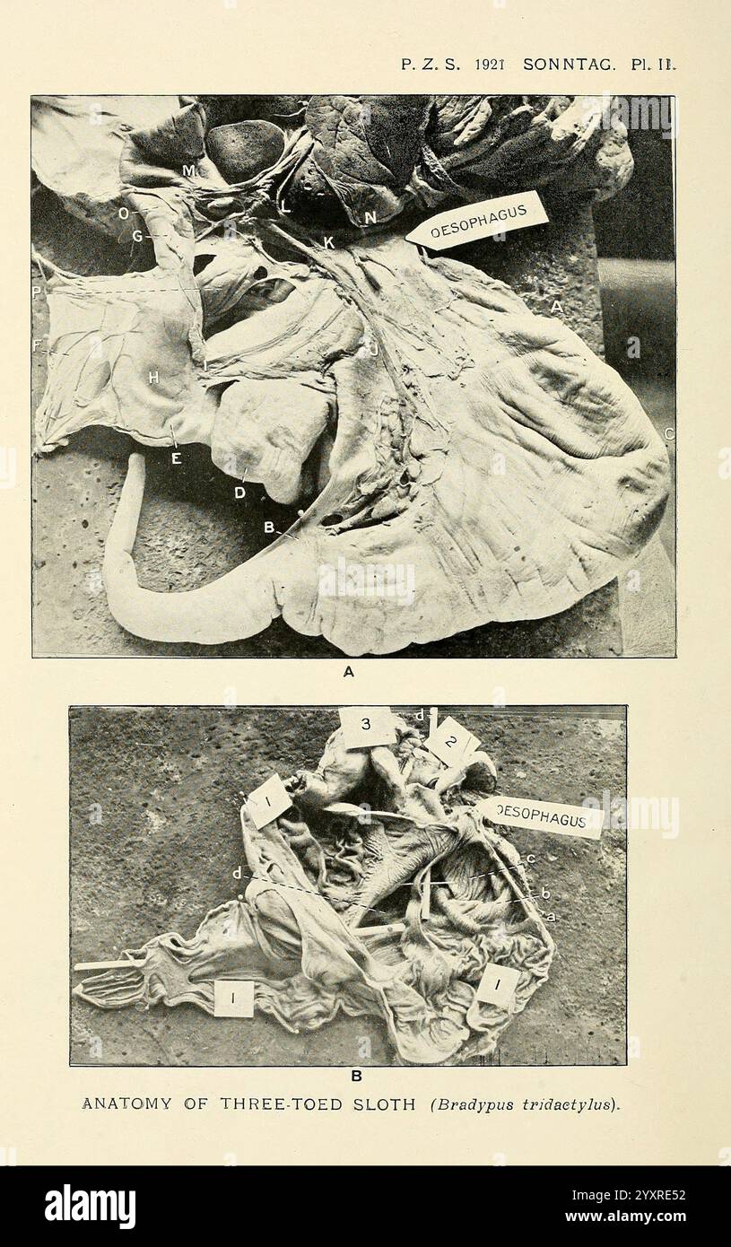 Sloths digestive system hi-res stock photography and images - Alamy