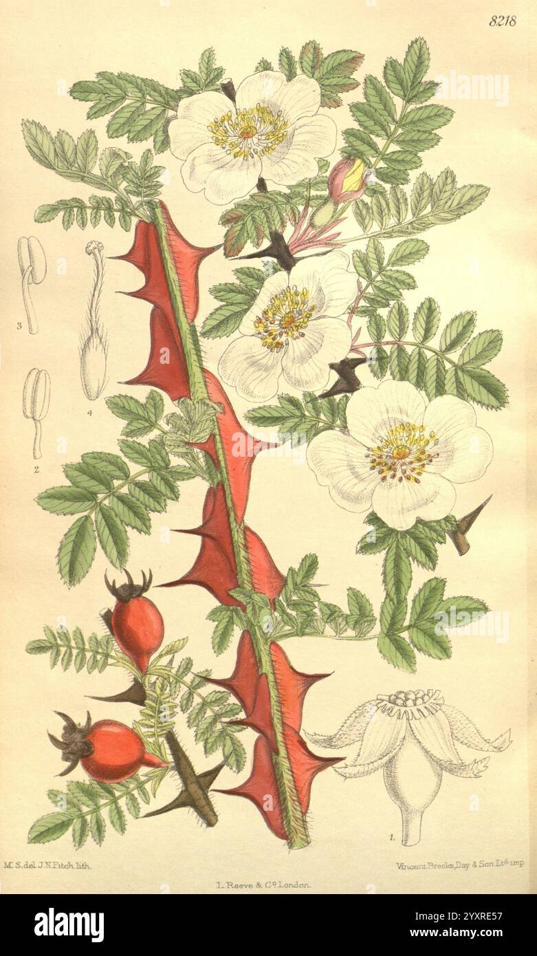 Curtis's Botanical Magazine, London, New York, botanical illustration ...