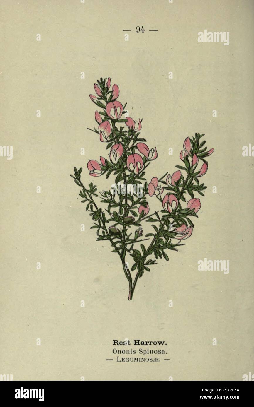 Wayside and woodland blossoms, London, F. Warne, 1895, Great Britain ...