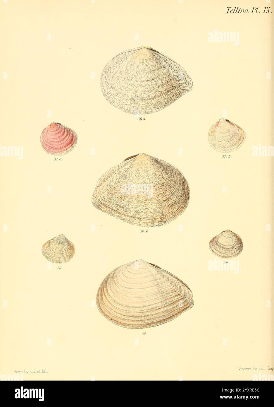 Conchologia iconica, or Illustrations of the shells of molluscous ...