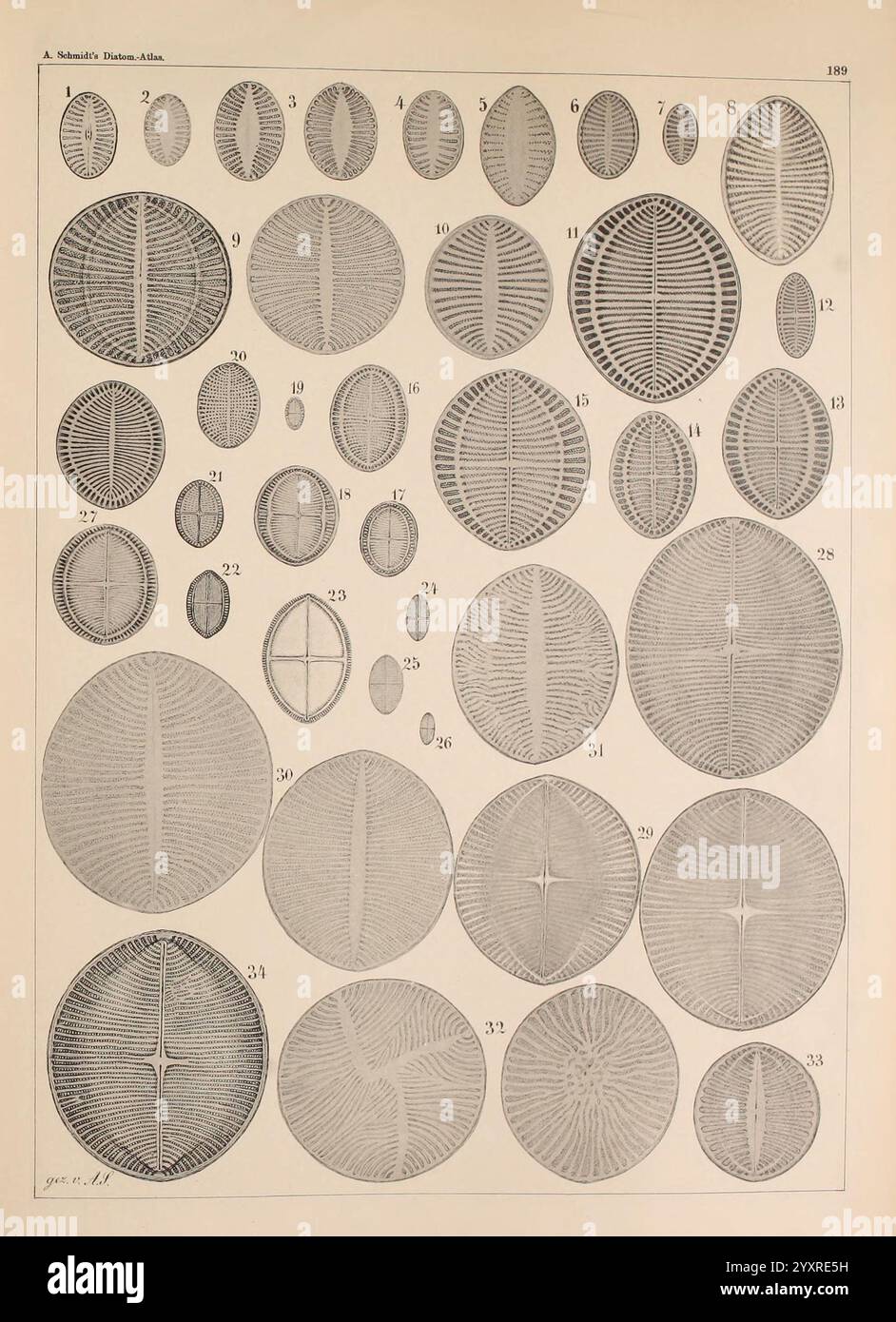 Unique silica cell structures hi-res stock photography and images - Alamy